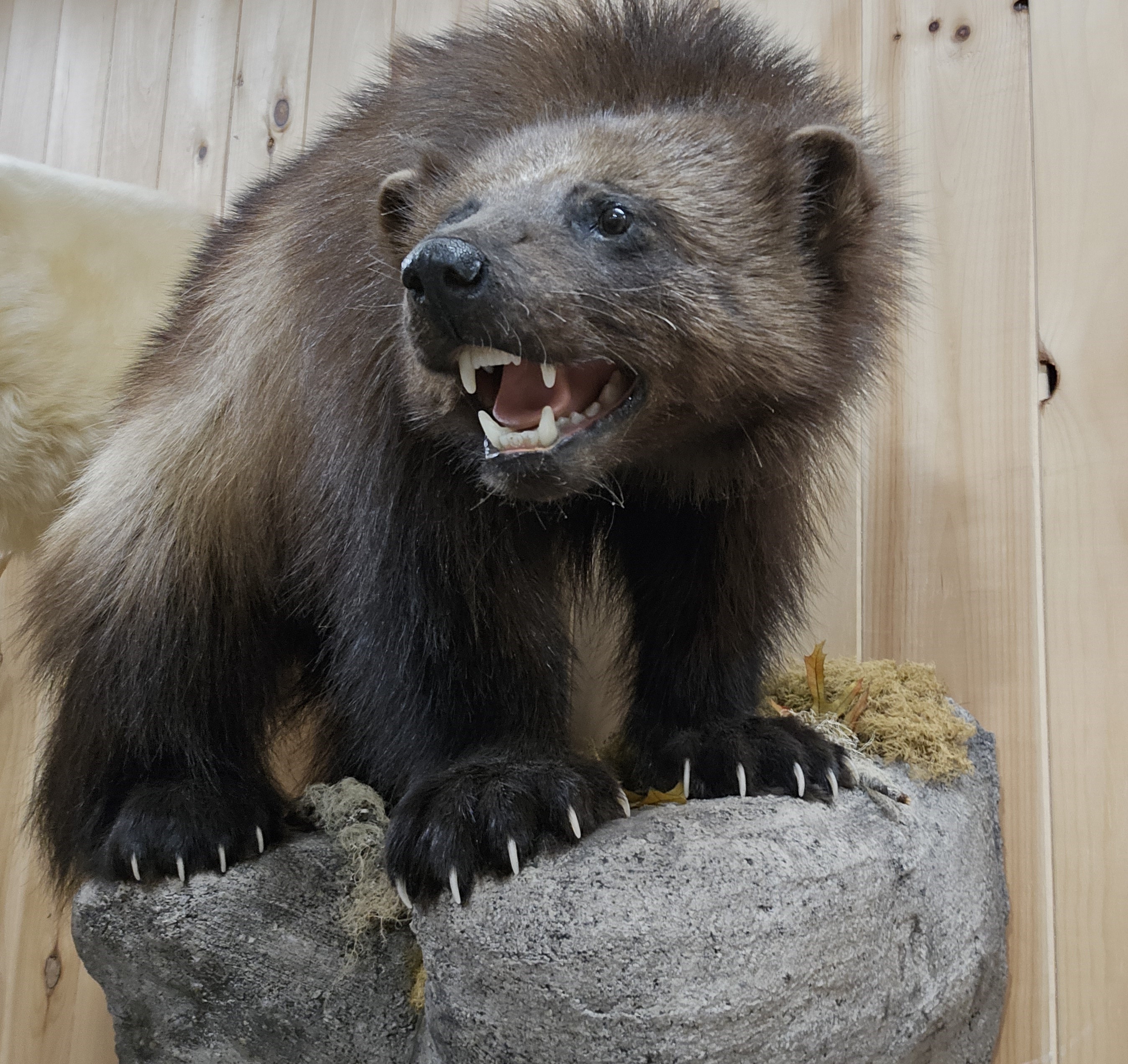 Fourrures Cauchon - Taxidermie Carcajou - Achat taxidermie Carcajou