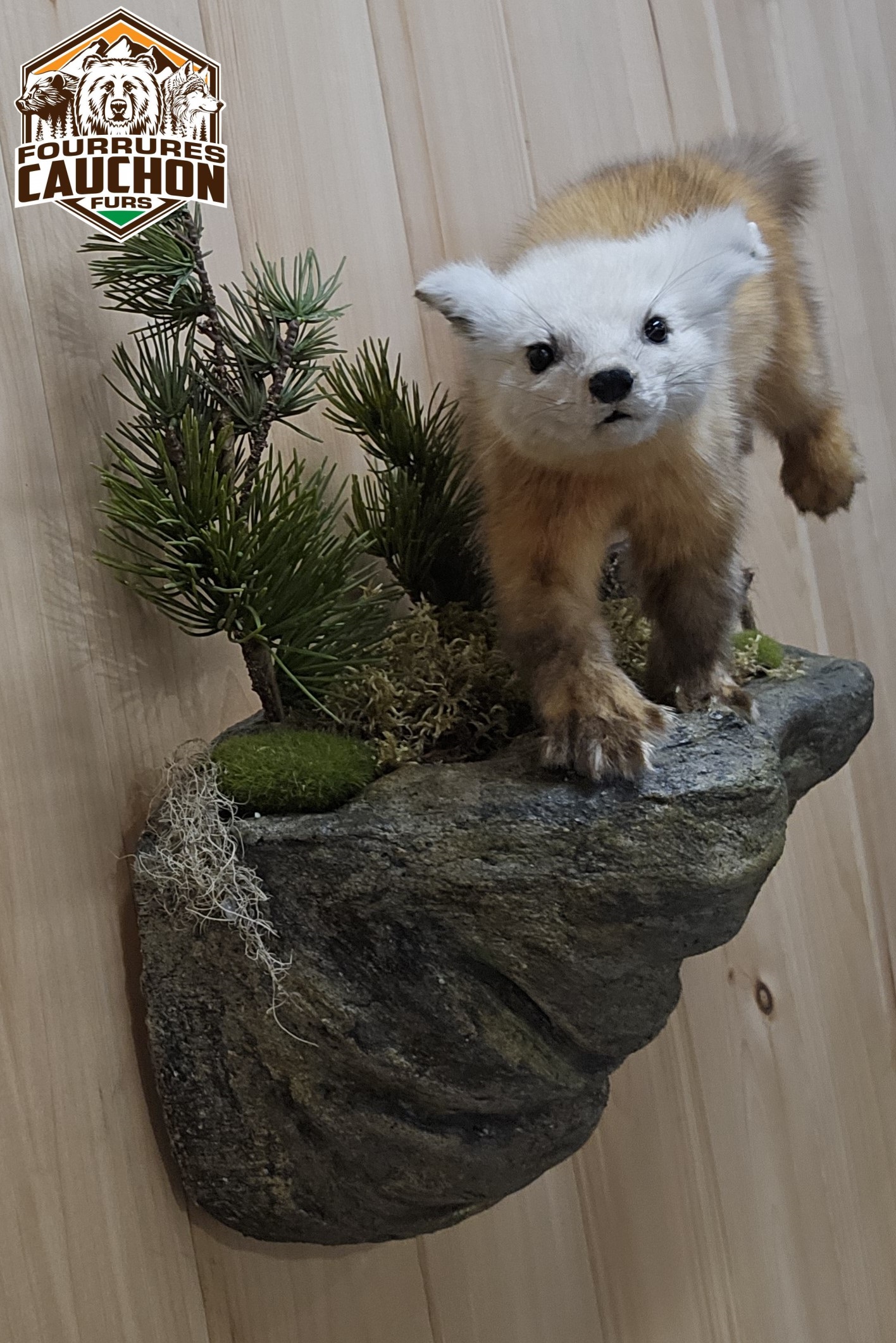 Fourrures Cauchon - Taxidermie Martre - Achat Taxidermie Martre